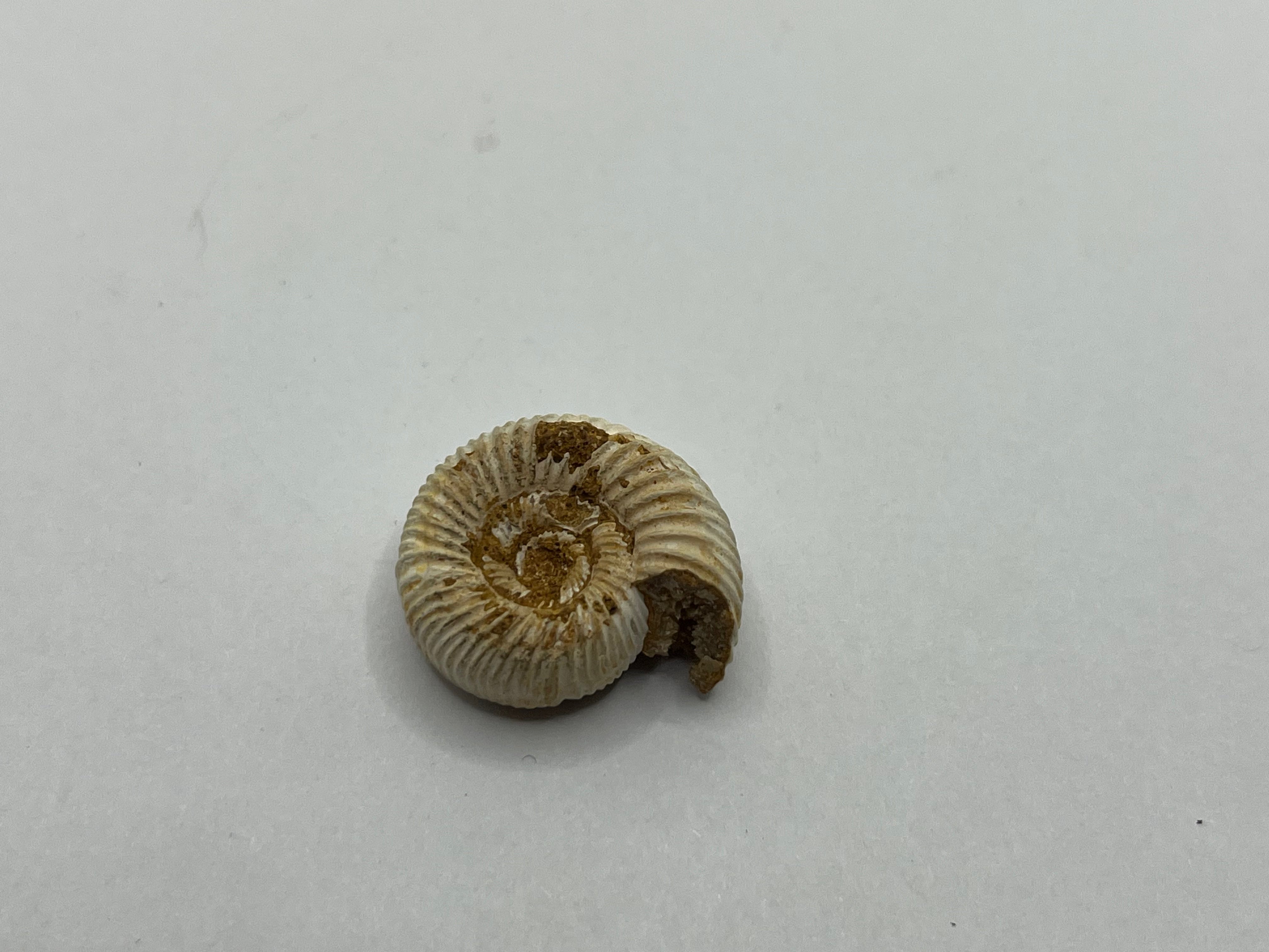 Perisphinctes Ammonite – Crystal and fossils