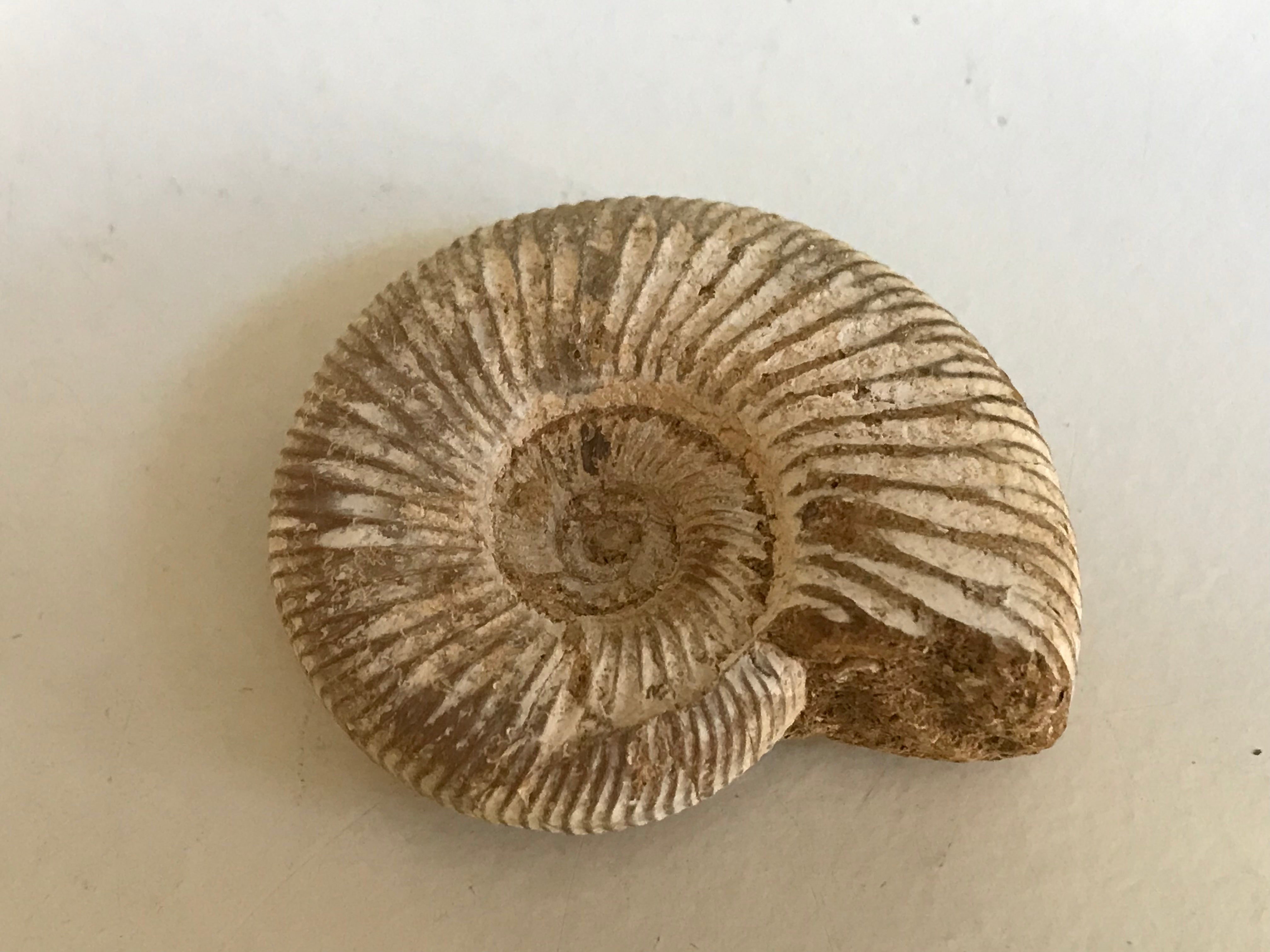 Perisphinctes ammonite – Crystal and fossils