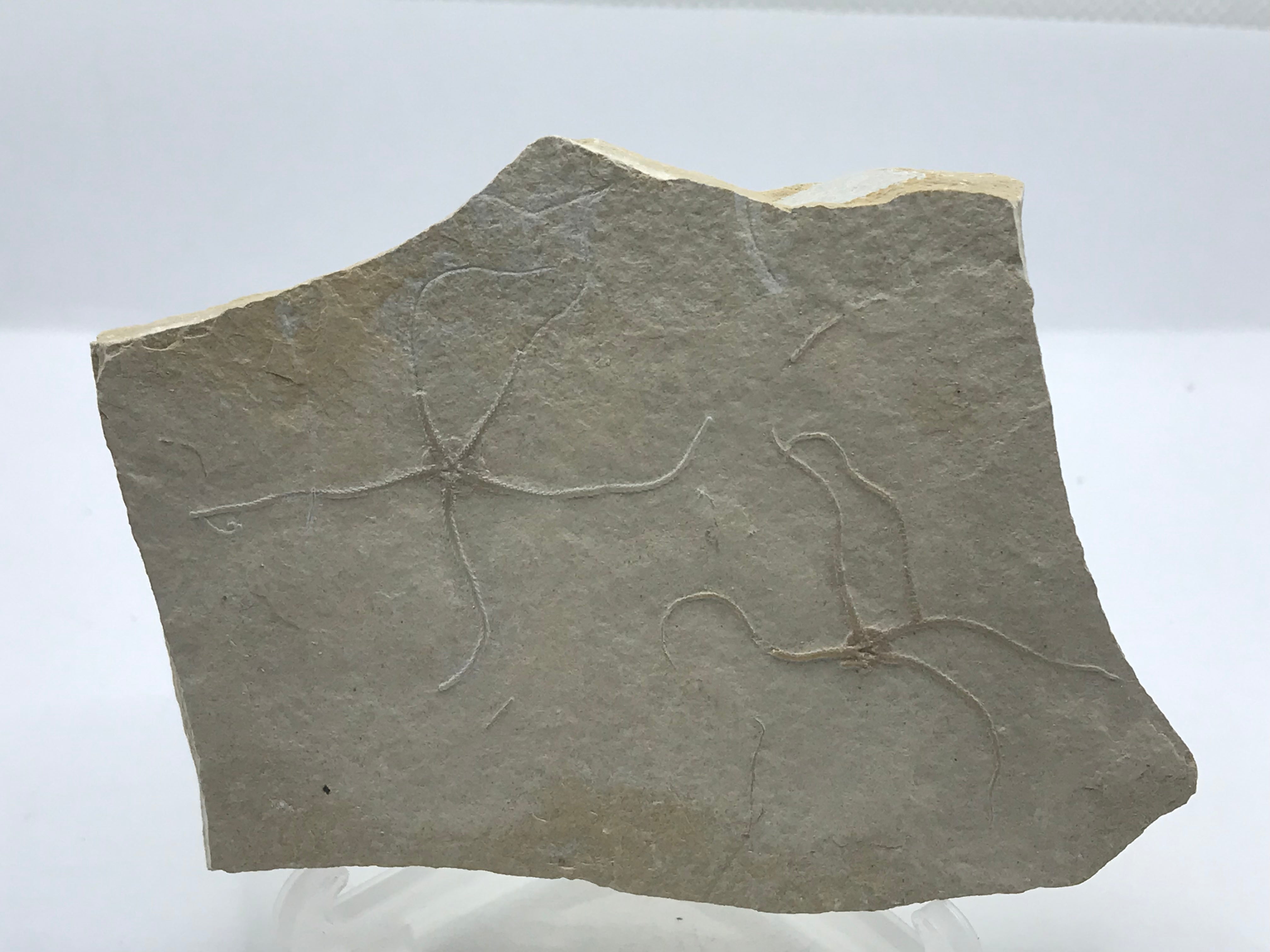 Brittle starfish – Crystal and fossils