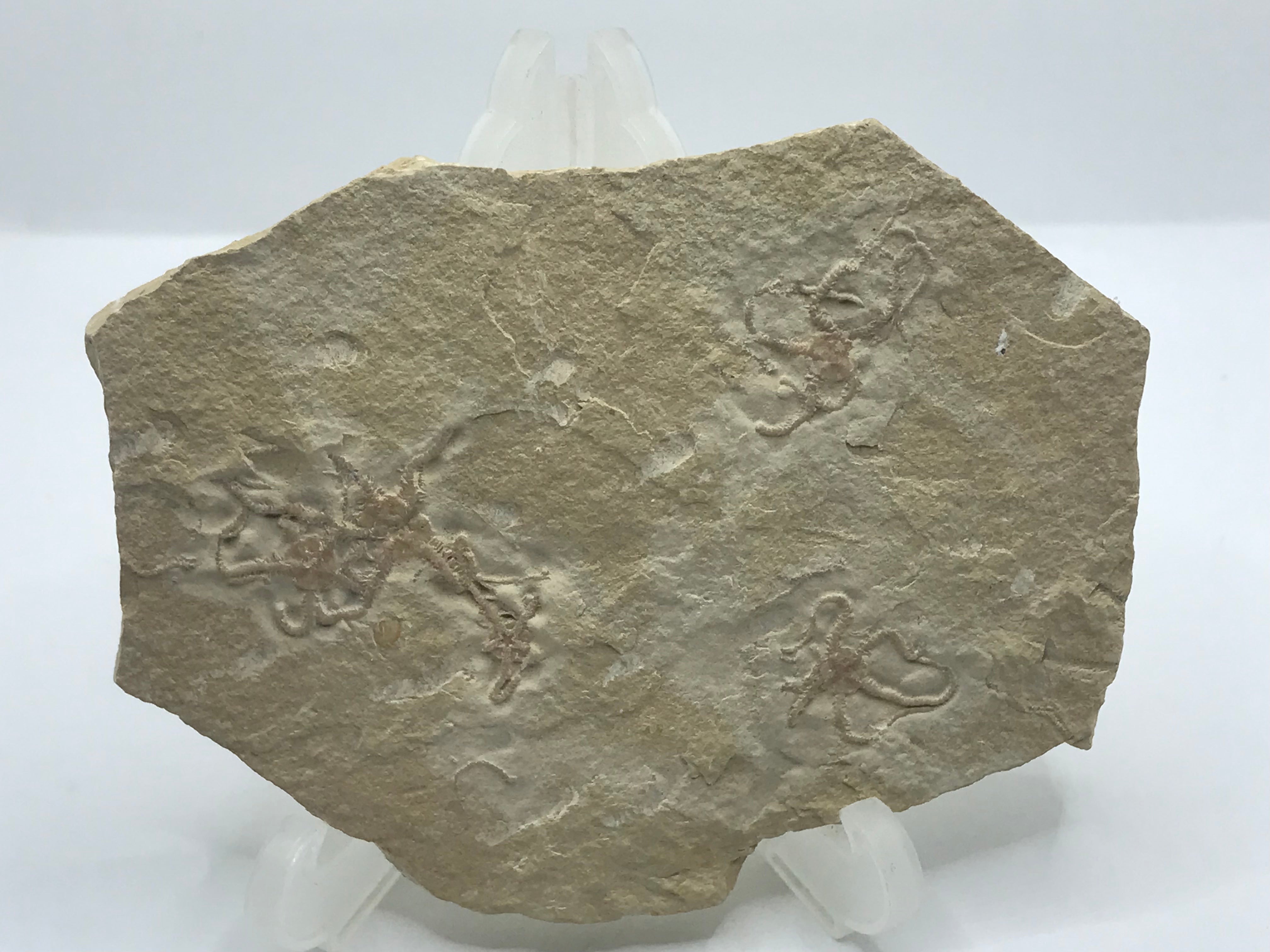 Brittle starfish – Crystal and fossils