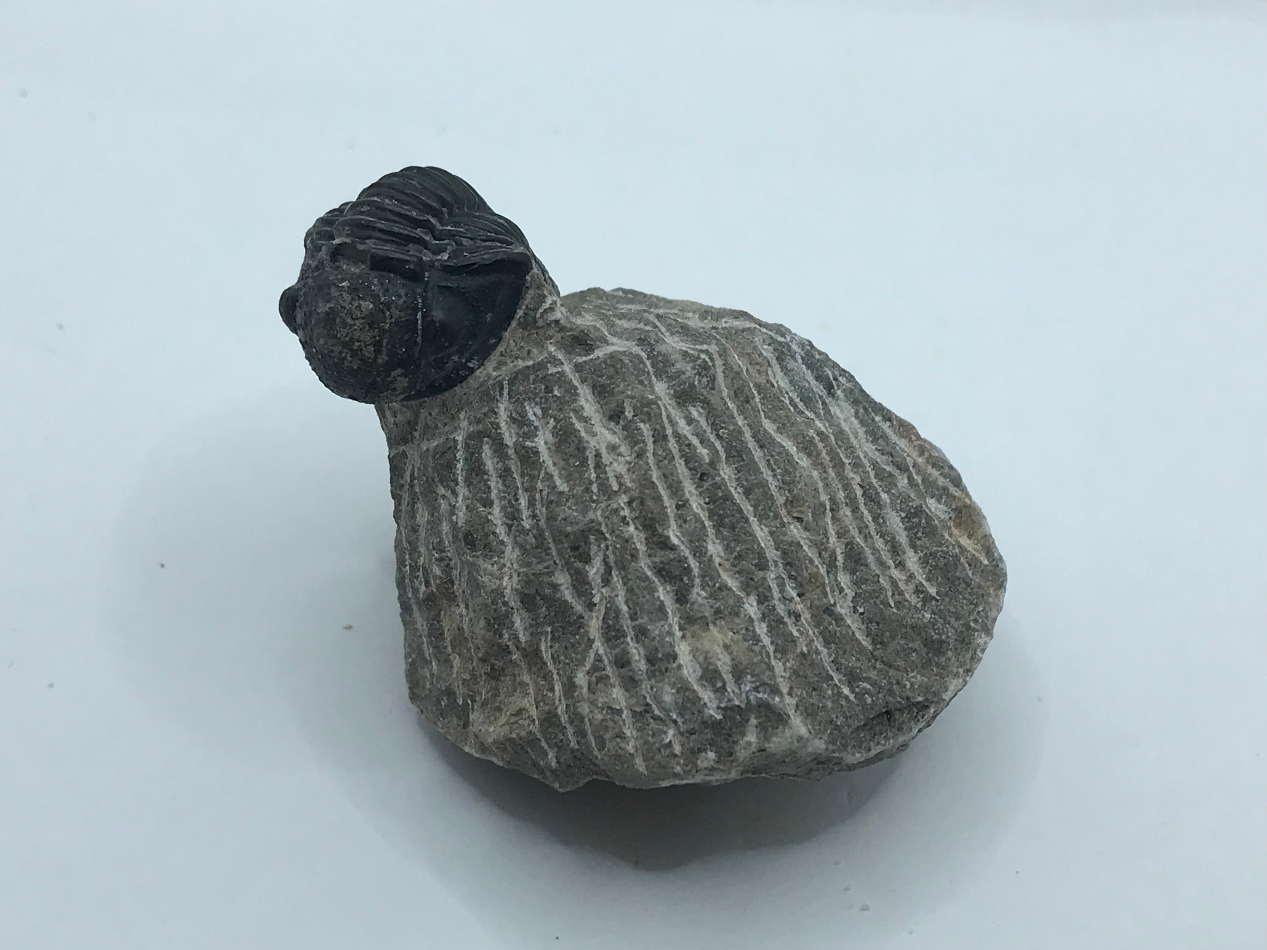 Proetus Trilobite – Crystal and fossils
