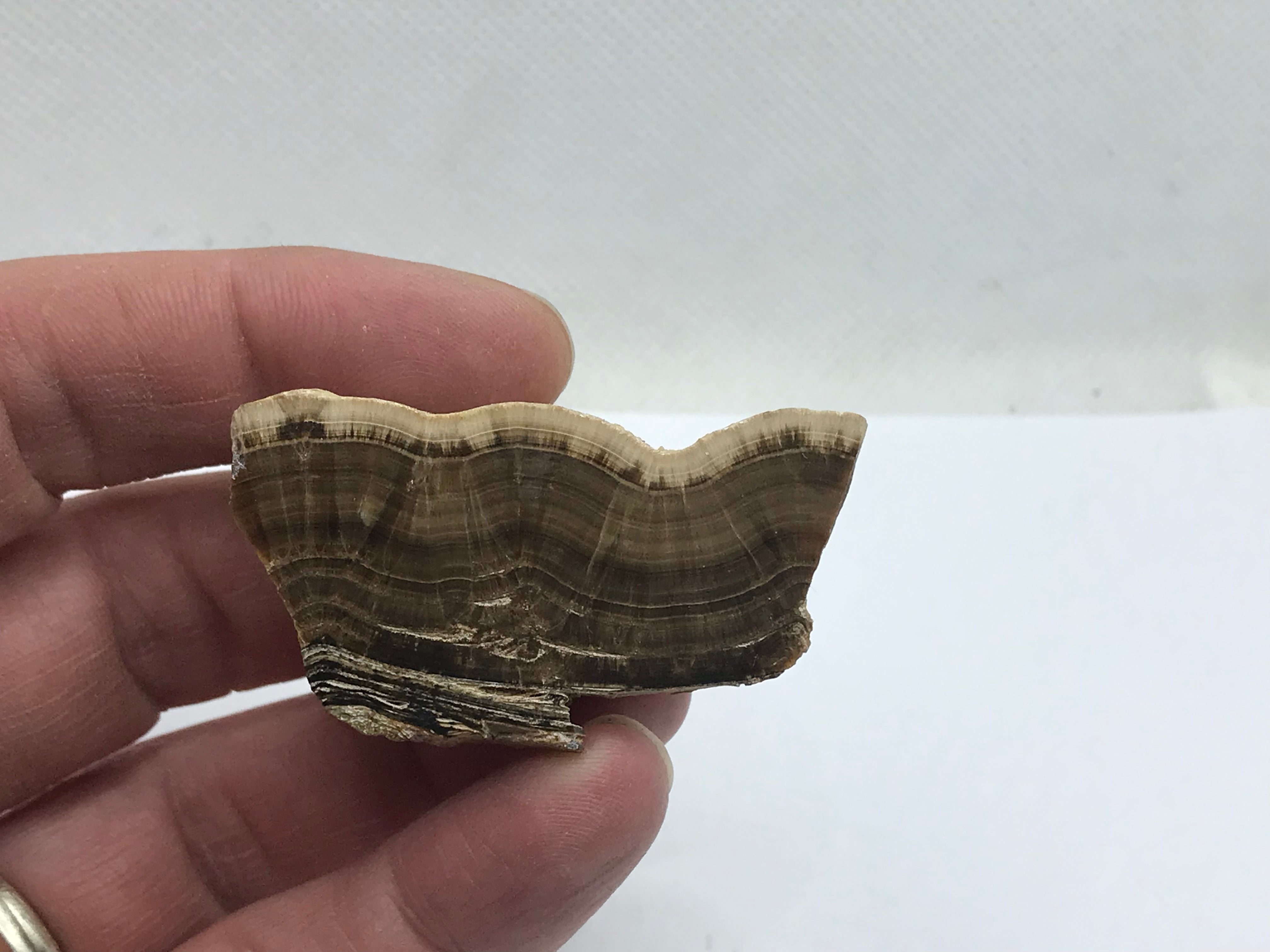 Oakstone – Crystal and fossils