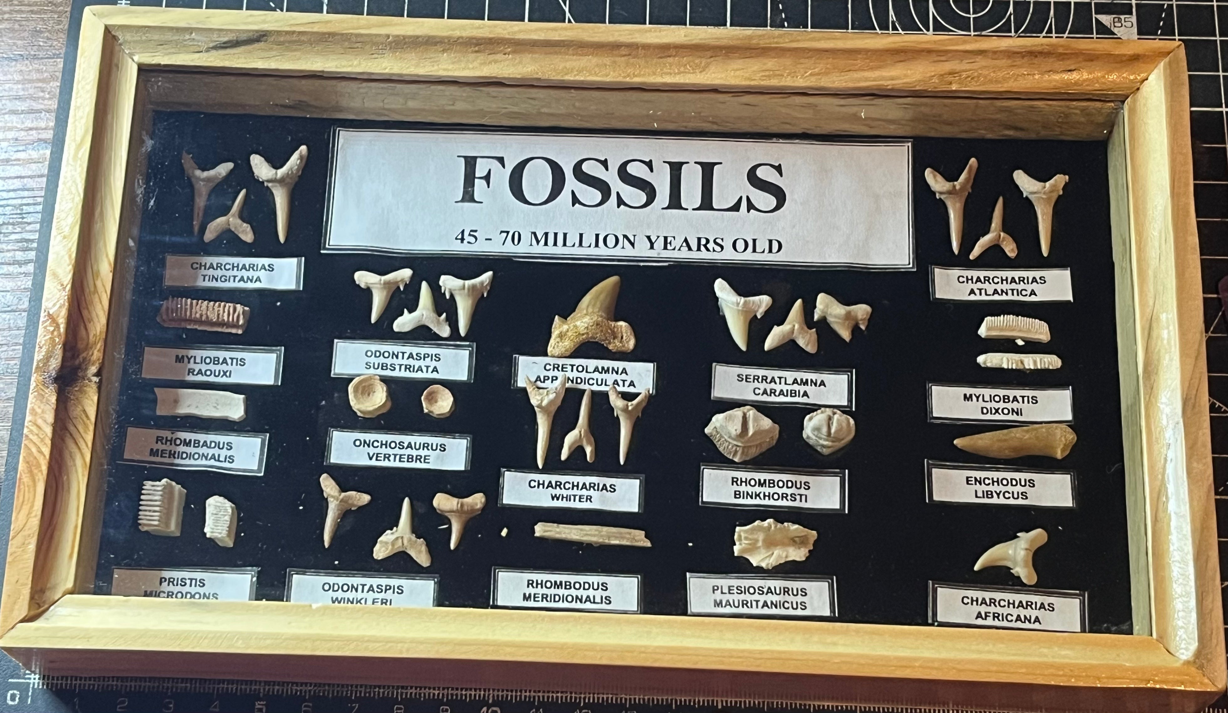 Fossil collection box – Crystal and fossils