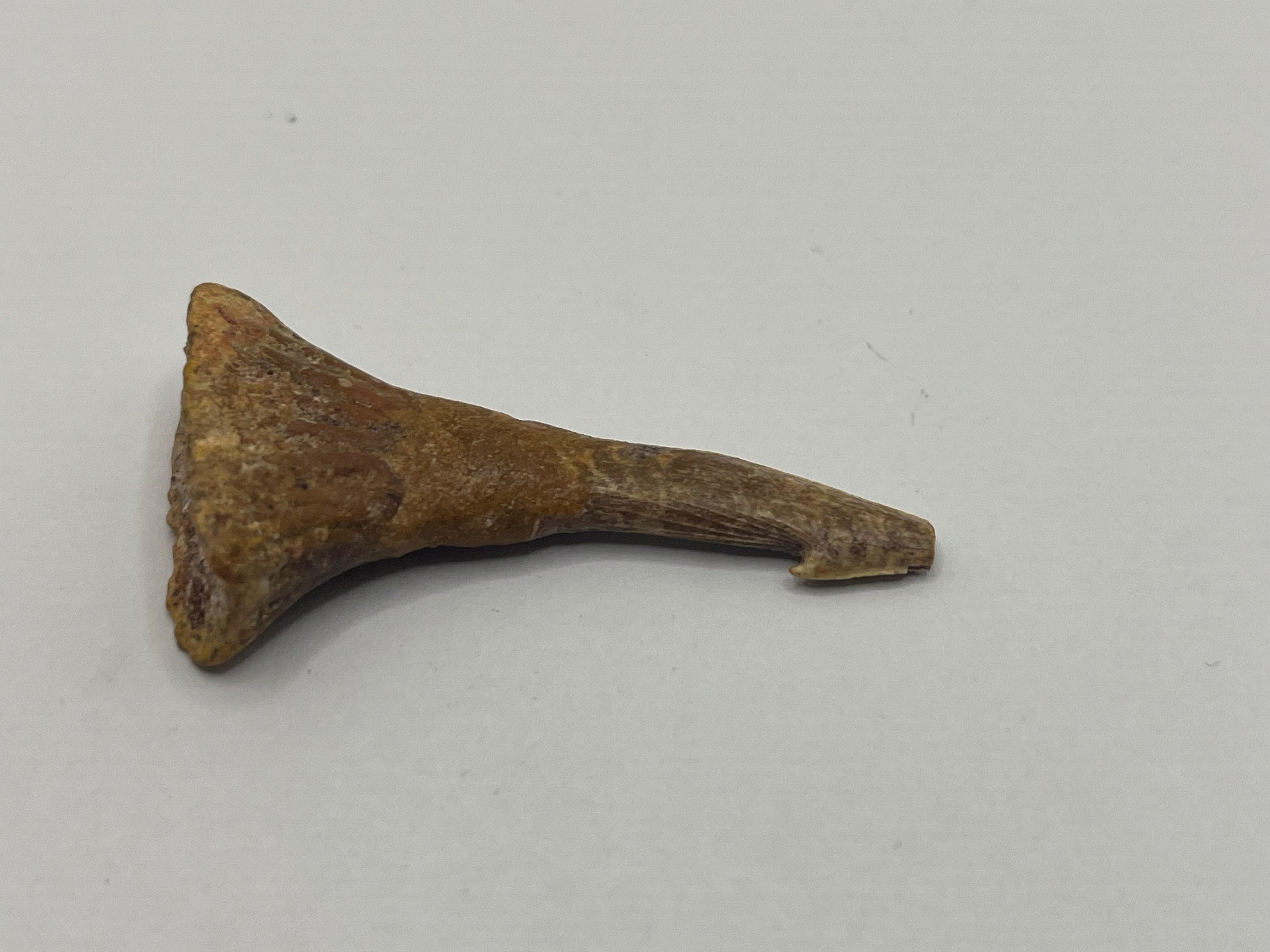 Onchosaur Rostral Spine – Crystal and fossils