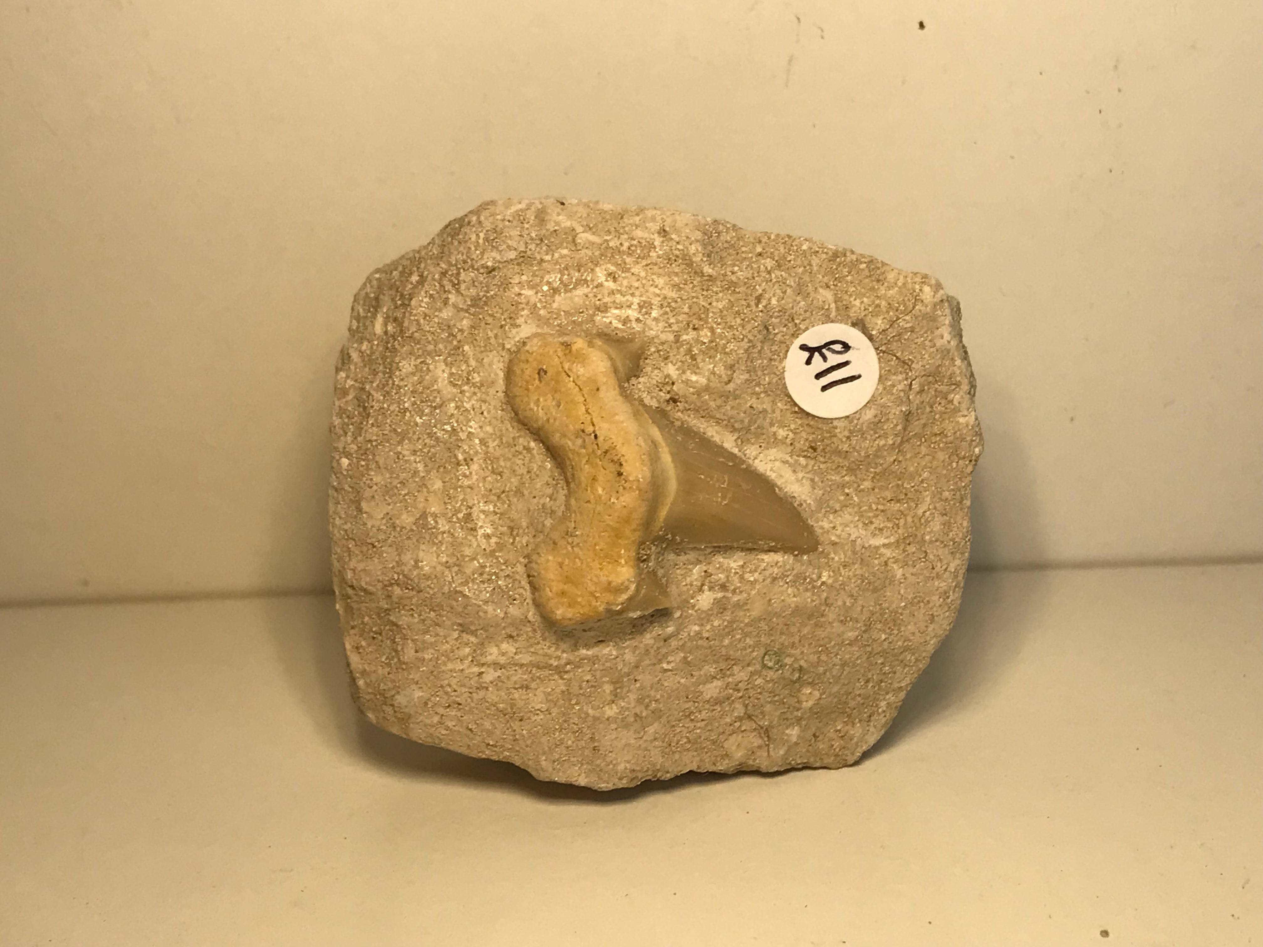 Sharks tooth – Crystal and fossils