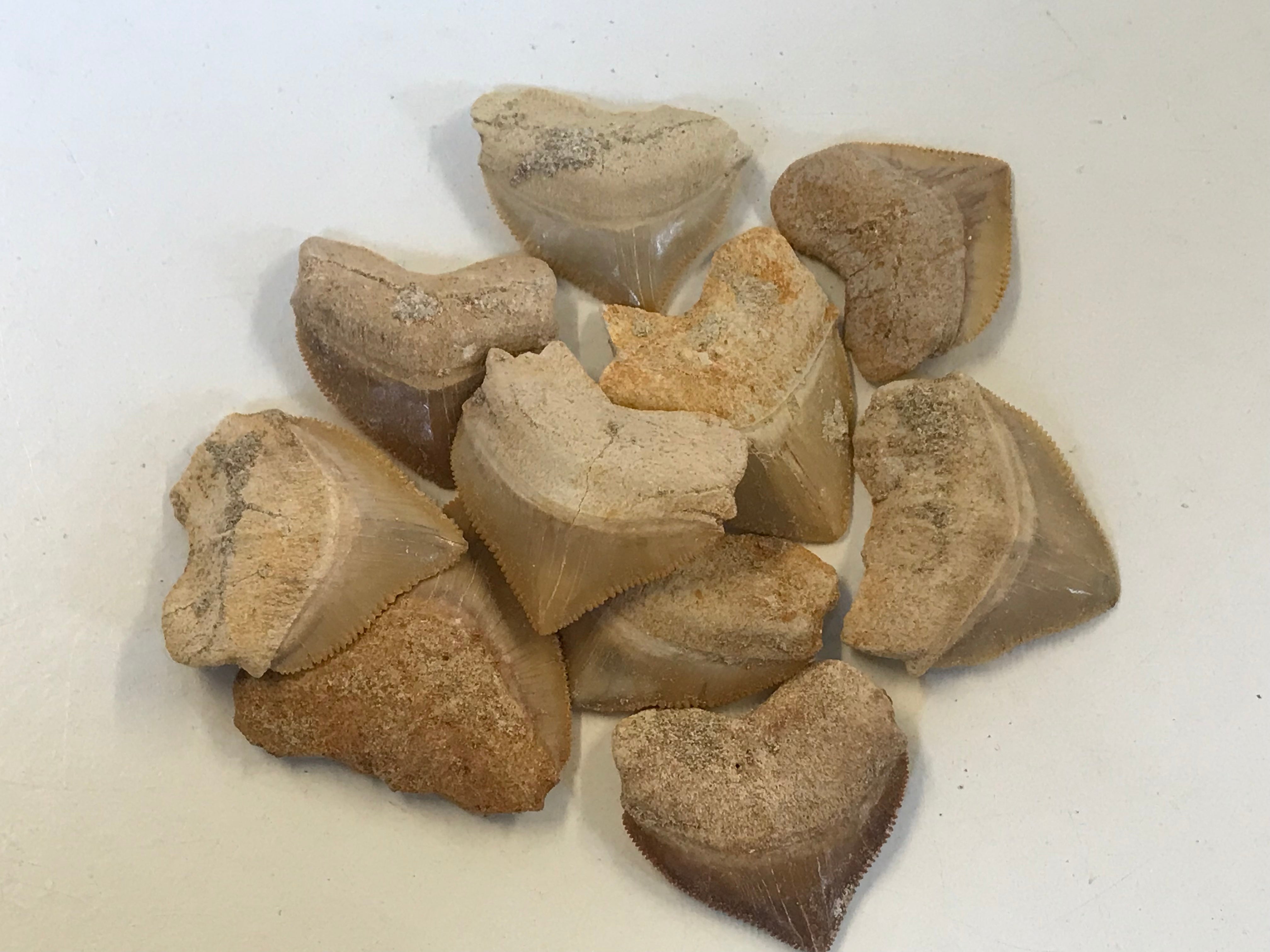 Corax sharks tooth – Crystal and fossils