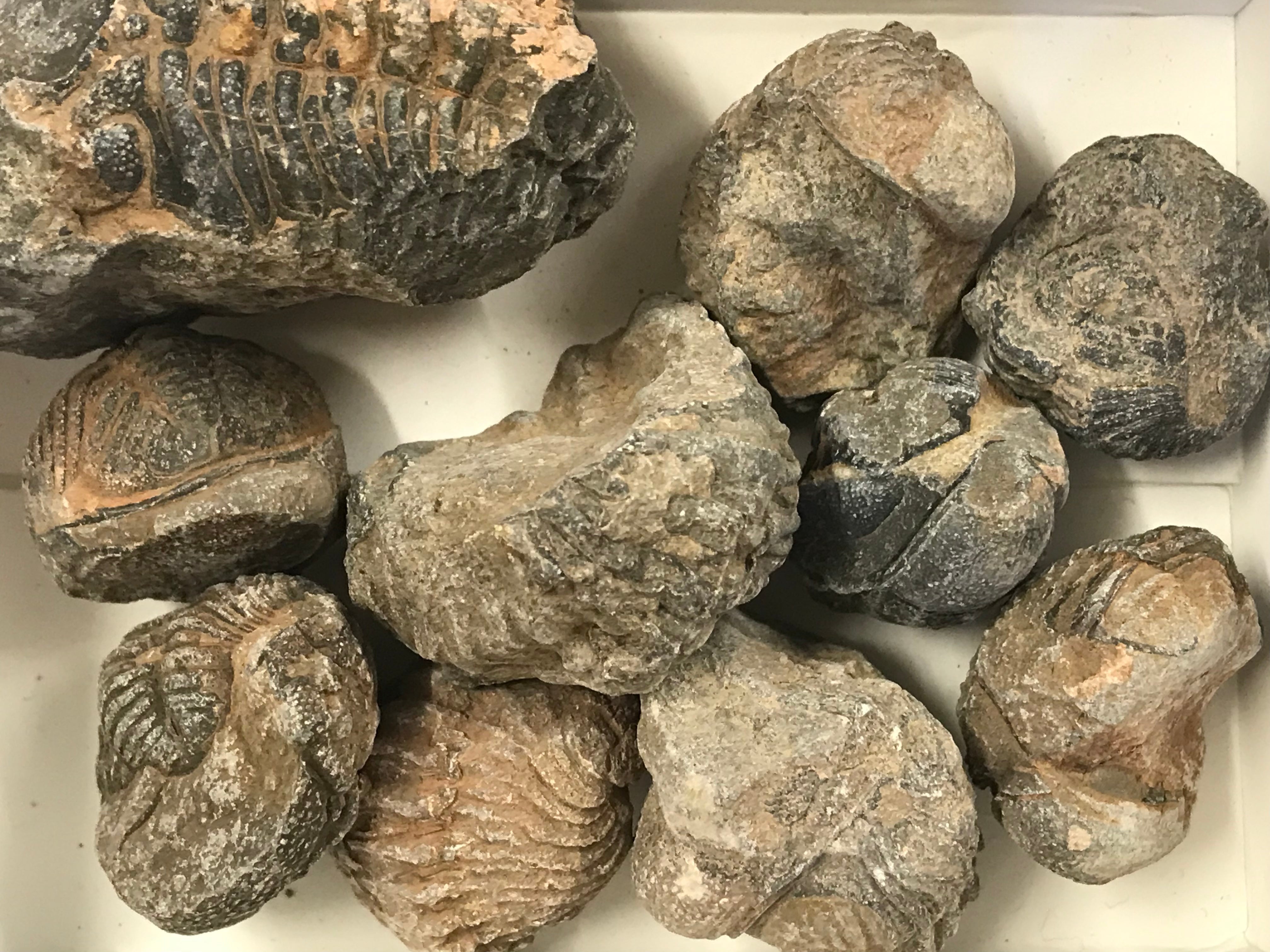 Trilobites Phacops fossil – Crystal and fossils