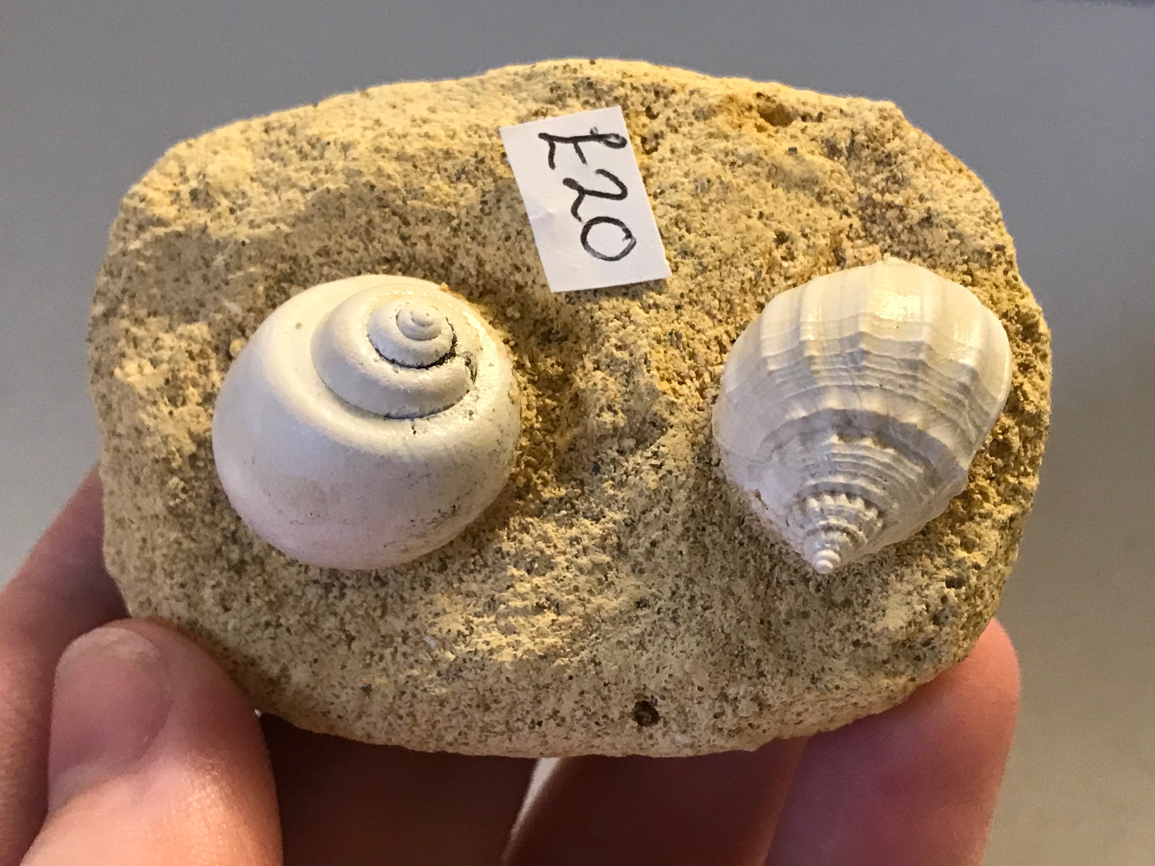 Turitella fossil Shell – Crystal and fossils