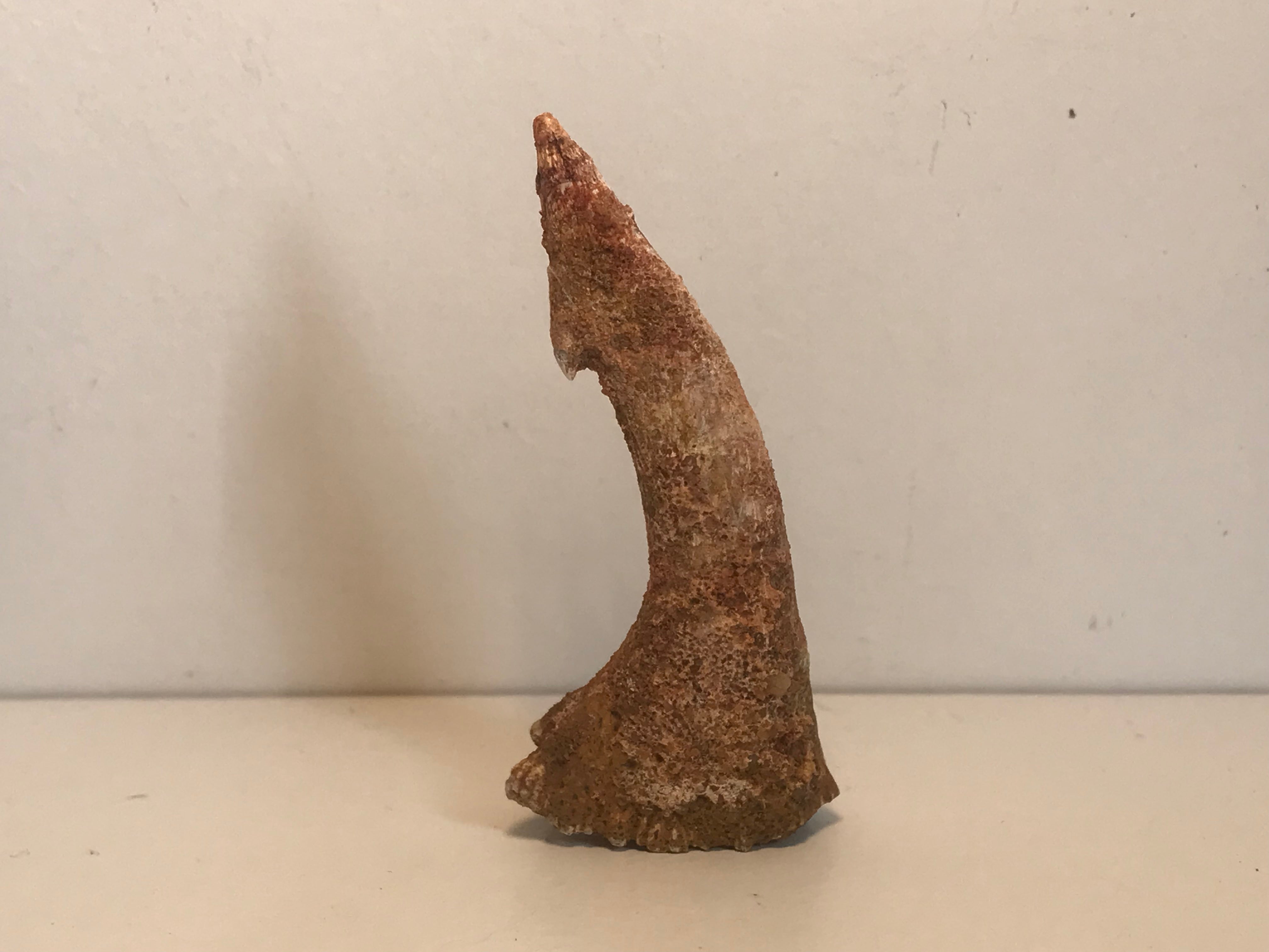 Rostral spine Onchosaurus numidos – Crystal and fossils