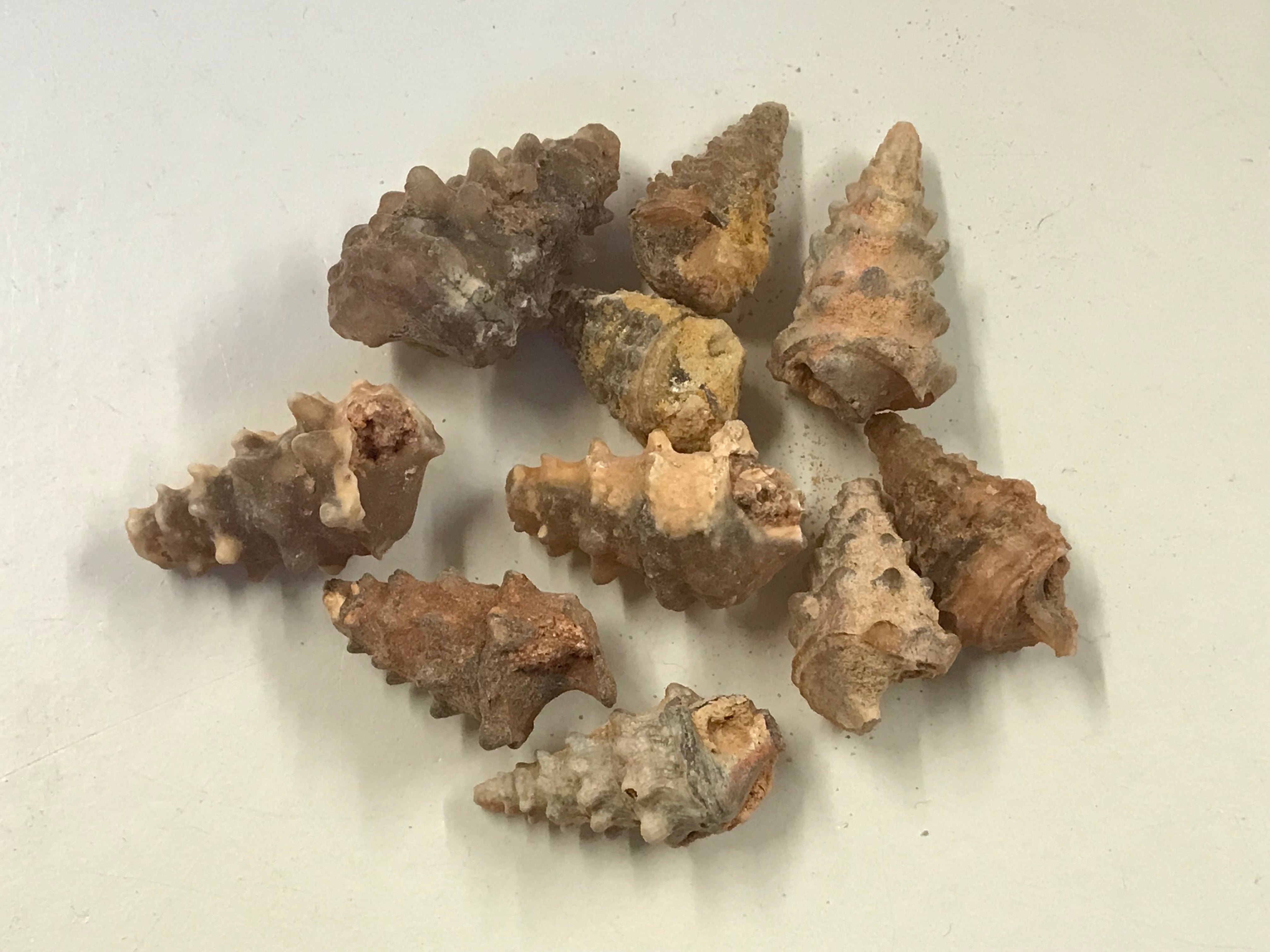 Gastropod knobbly shell – Crystal and fossils